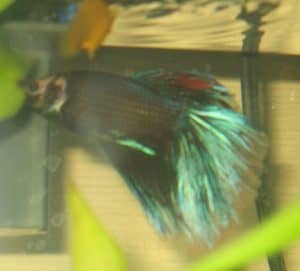 Marble Betta Fish – Color Changing Genes - Fish Care