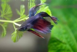 New Betta Fish is Sluggish and Not Eating - Fish Care