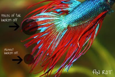 Treating Stubburn Fin Rot in Betta Fish - Fish Care