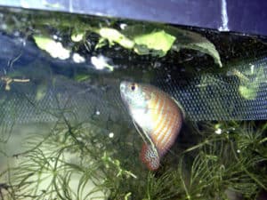 Reduce Filter Current for your Betta - Fish Care
