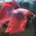 Symptoms of Dropsy in Betta Fish | Fish Care