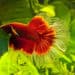 Large Aquariums: Housing Male Bettas with Females | Fish Care