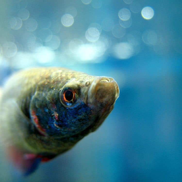 Parasites Archives - Fish Care