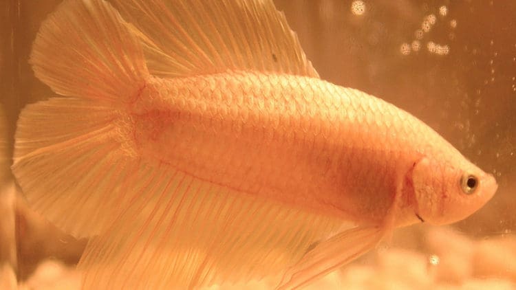 Betta Fish Care | Betta Fish Care for Fighting Fish Enthusiasts