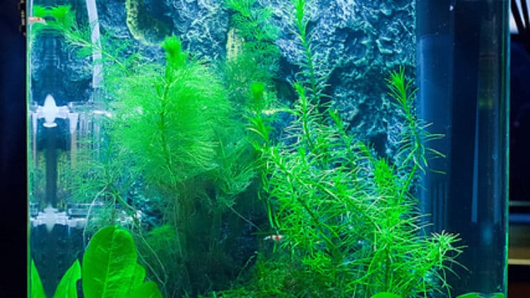 Betta Fish Care | Betta Fish Care for Fighting Fish Enthusiasts