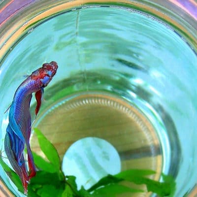 Bloated Betta Archives - Fish Care