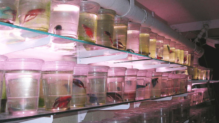 Betta Fish Care | Betta Fish Care for Fighting Fish Enthusiasts