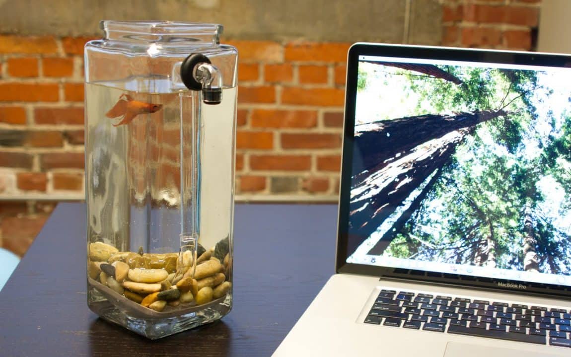 Caring for a Betta at Work - Fish Care