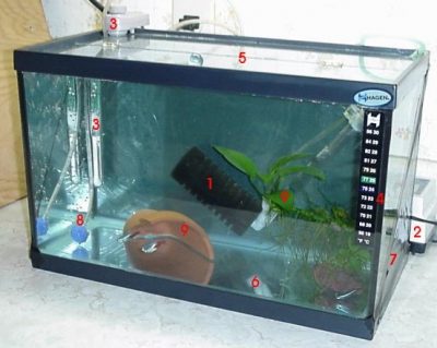Setting Up a Hospital and Quarantine Tank - Fish Care