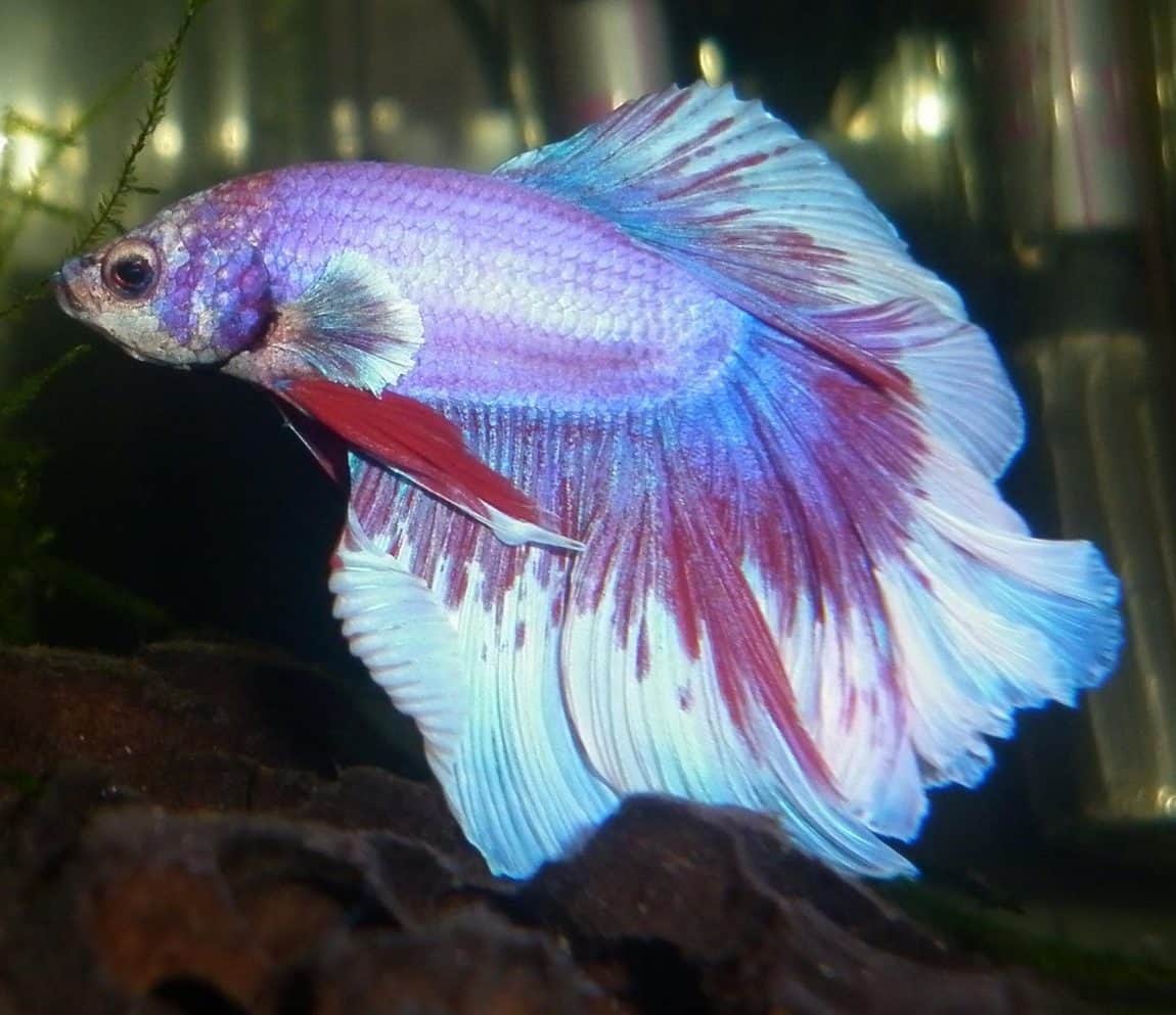 My Experience in Breeding - Fish Care