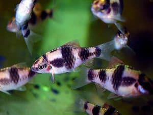 Barbus fasciatus - Absolutely Beautiful! - Fish Care