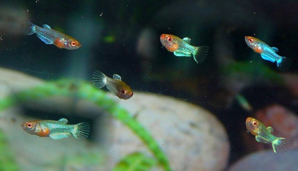 How I Raise Anabantoid Fry - Fish Care