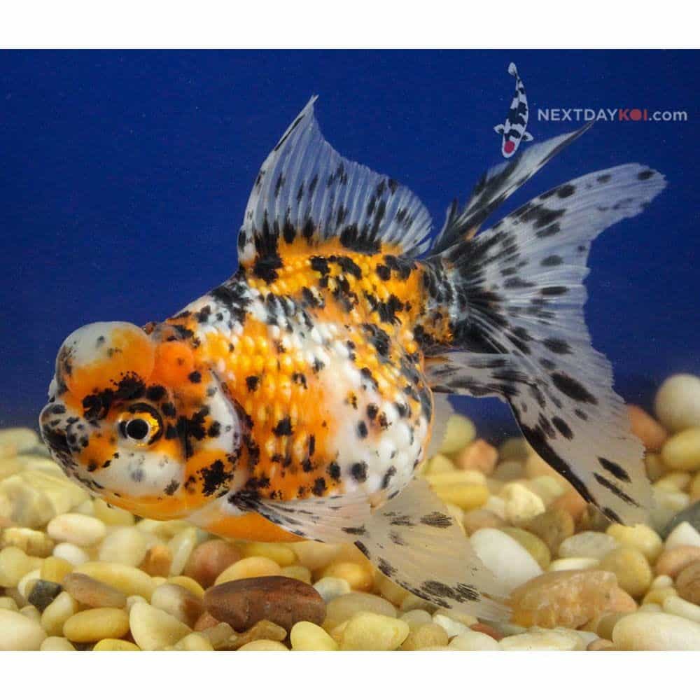 Goldfish FAQ - Fish Care