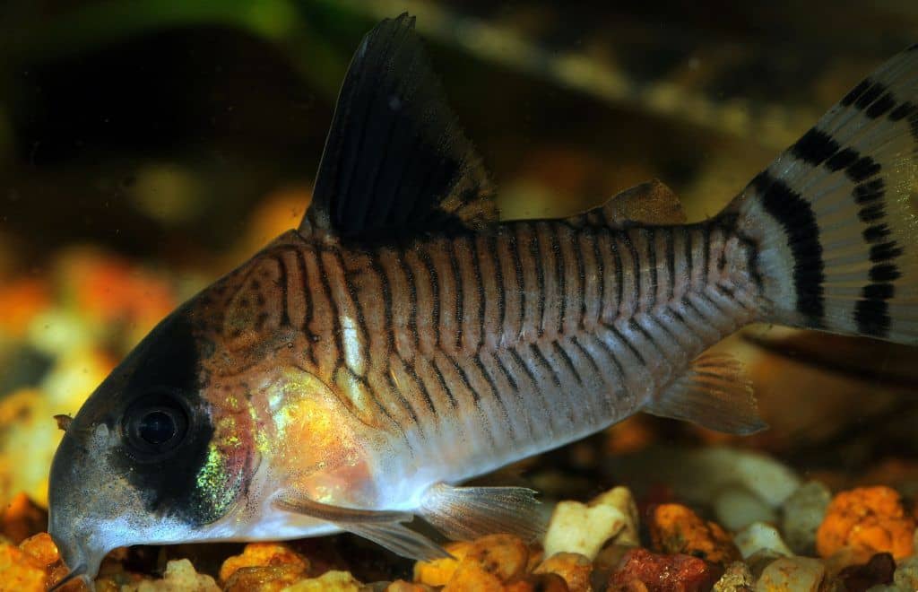 Corydoras oiapoquensis - Fish Care