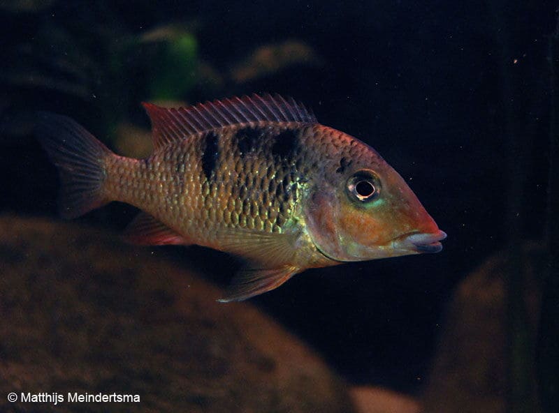 Sorting Out the Grey Dogs - Fish Care