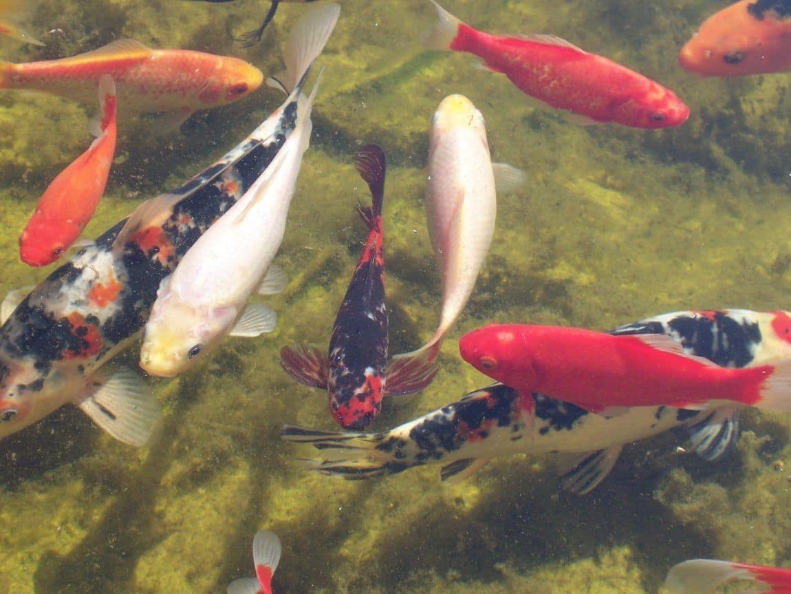 Goldfish FAQ - Fish Care