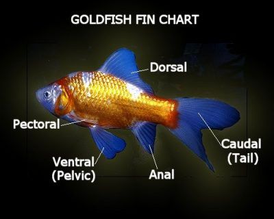 Goldfish FAQ - Fish Care