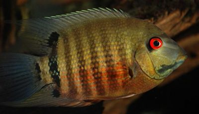 Heros severus (Banded Cichlid - Severum) - Fish Care