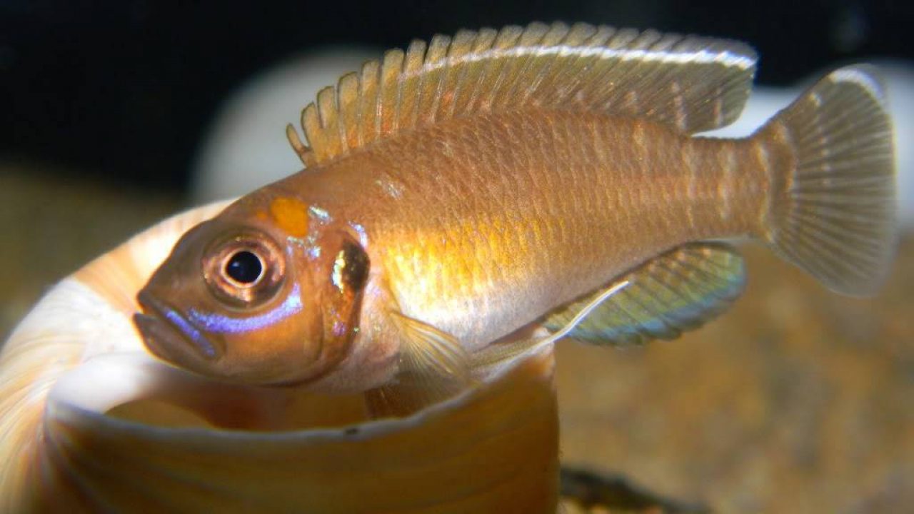 Shell Dweller Cichlids