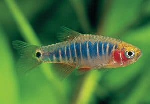 Breeding Microrasbora sp. "Galaxy" - Fish Care
