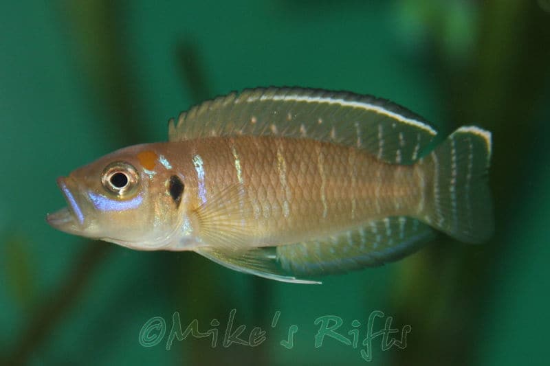 The Dwarf Shell-Dwelling Cichlid from Lake Tanganyika - Fish Care