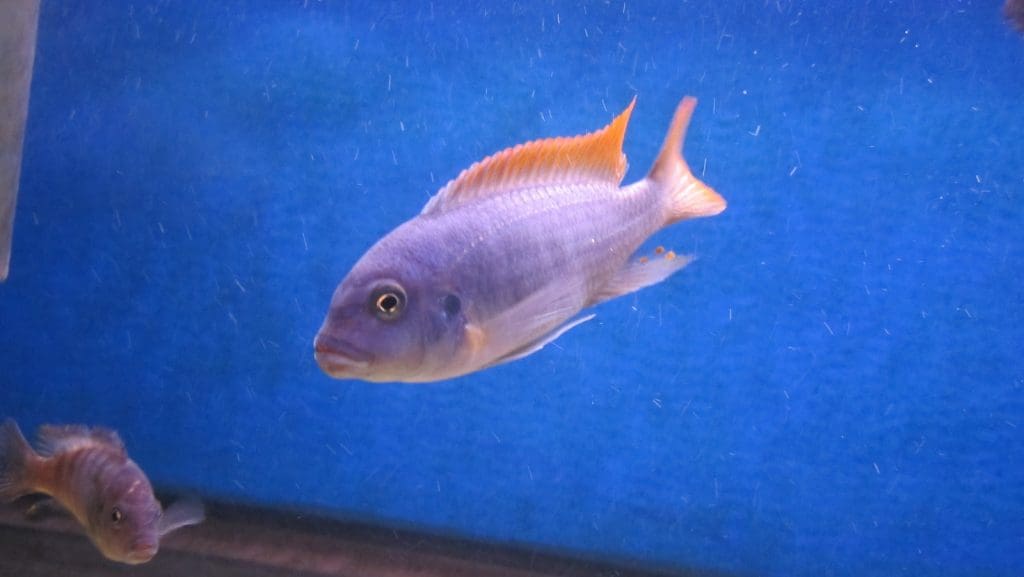 Metriaclima mbenji (Mbenji Zebra) - Fish Care