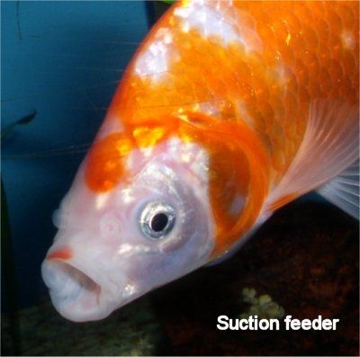 Goldfish FAQ - Fish Care