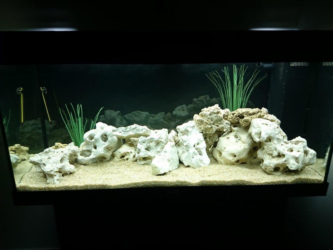 The Dwarf Shell-Dwelling Cichlid from Lake Tanganyika - Fish Care