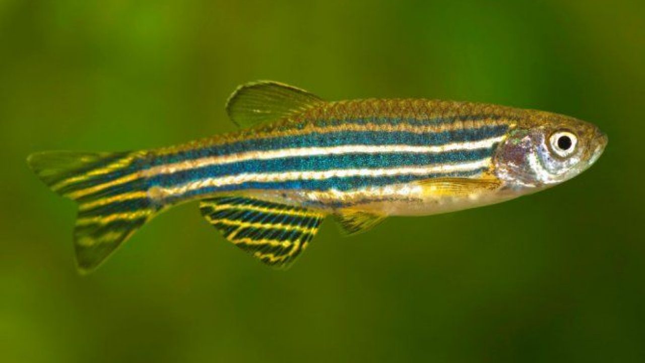 Golden Zebra Danio