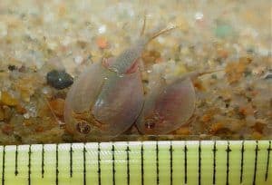 Breeding & Raising Triops - Fish Care
