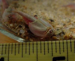 Breeding & Raising Triops - Fish Care