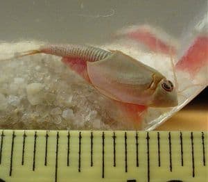 Breeding & Raising Triops - Fish Care