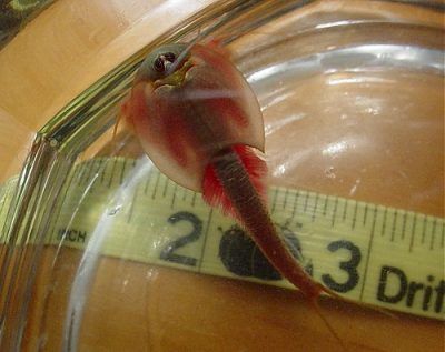 Breeding & Raising Triops - Fish Care