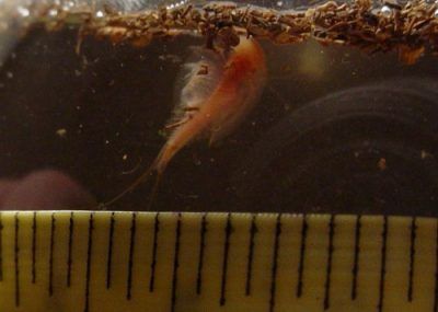 Breeding & Raising Triops - Fish Care