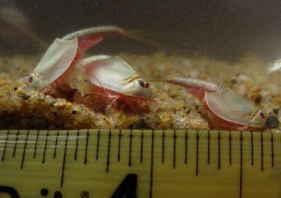Breeding & Raising Triops - Fish Care
