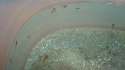 Breeding & Raising Triops - Fish Care