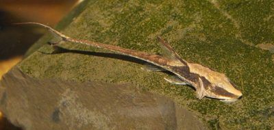 Breeding Whiptails - Fish Care