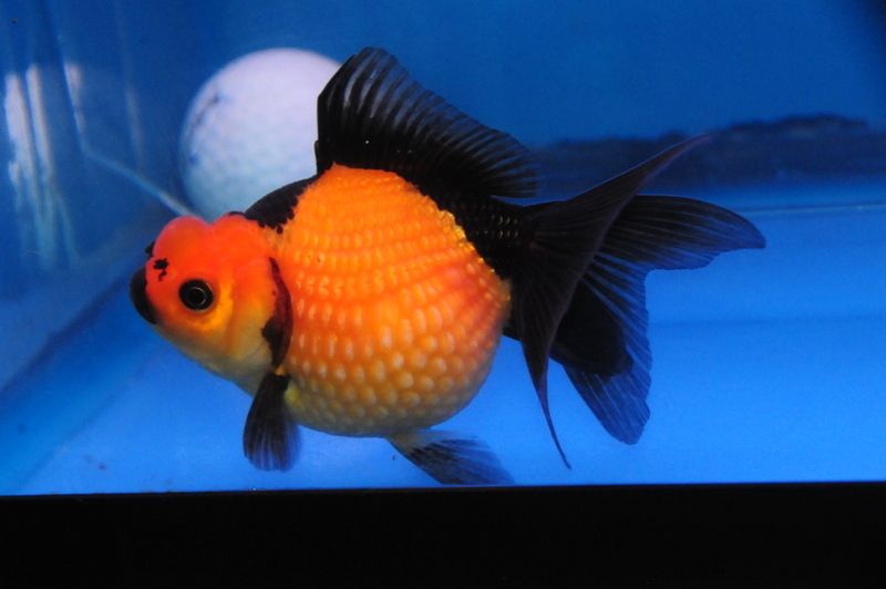 Goldfish FAQ - Fish Care