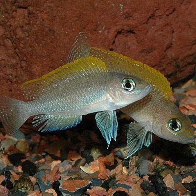 Cichlids Archives - Fish Care
