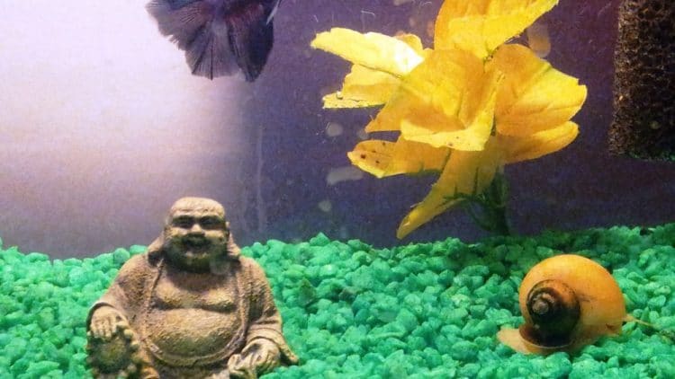 Betta Fish Care | Betta Fish Care for Fighting Fish Enthusiasts