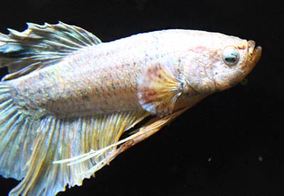 Complete Guide to Betta Fish Diseases and Treatment (with pictures ...
