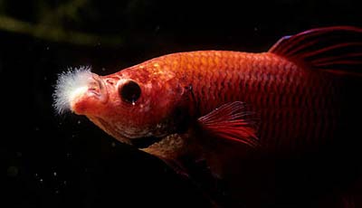 Complete Guide to Betta Fish Diseases and Treatment (with pictures ...