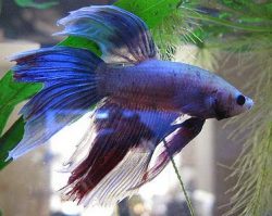 Complete Guide to Betta Fish Diseases and Treatment (with pictures ...