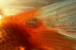 Complete Guide to Betta Fish Diseases and Treatment (with pictures ...