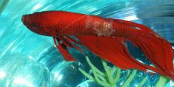 Complete Guide to Betta Fish Diseases and Treatment (with pictures ...