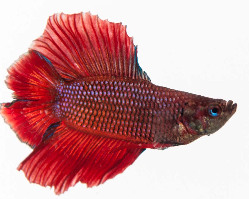 Complete Guide to Betta Fish Diseases and Treatment (with pictures ...