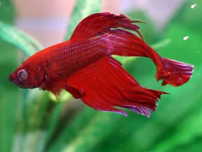 Complete Guide to Betta Fish Diseases and Treatment (with pictures ...