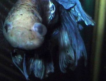 Complete Guide to Betta Fish Diseases and Treatment (with pictures ...