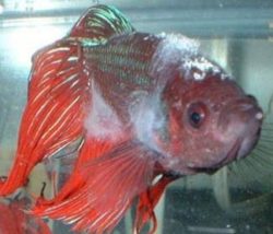 Complete Guide to Betta Fish Diseases and Treatment (with pictures ...
