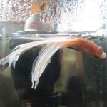 Complete Guide to Betta Fish Diseases and Treatment (with pictures ...